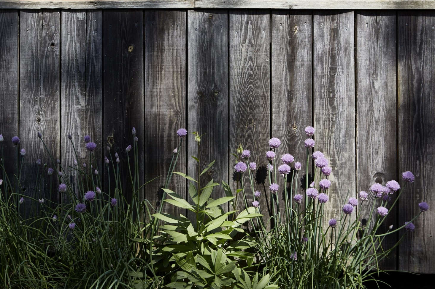 Now Trending: 9 Surprising Purple Palettes for a Garden - Gardenista