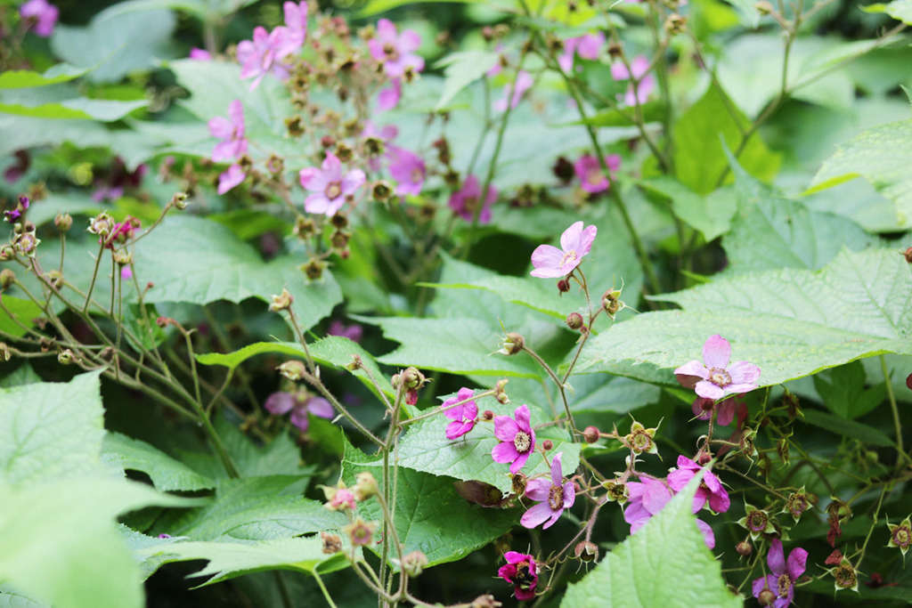 All About Raspberries: Edible Garden Cheatsheet - Gardenista