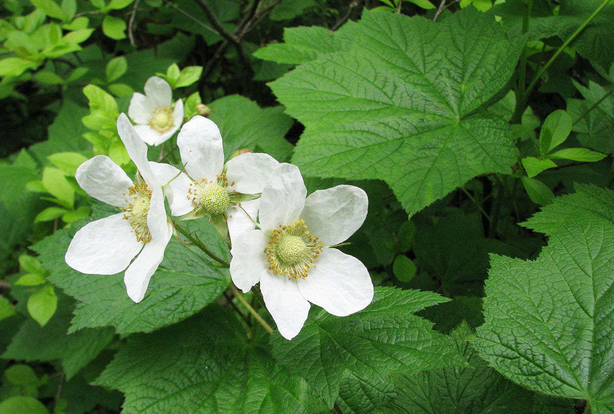 All About Raspberries: Edible Garden Cheatsheet - Gardenista