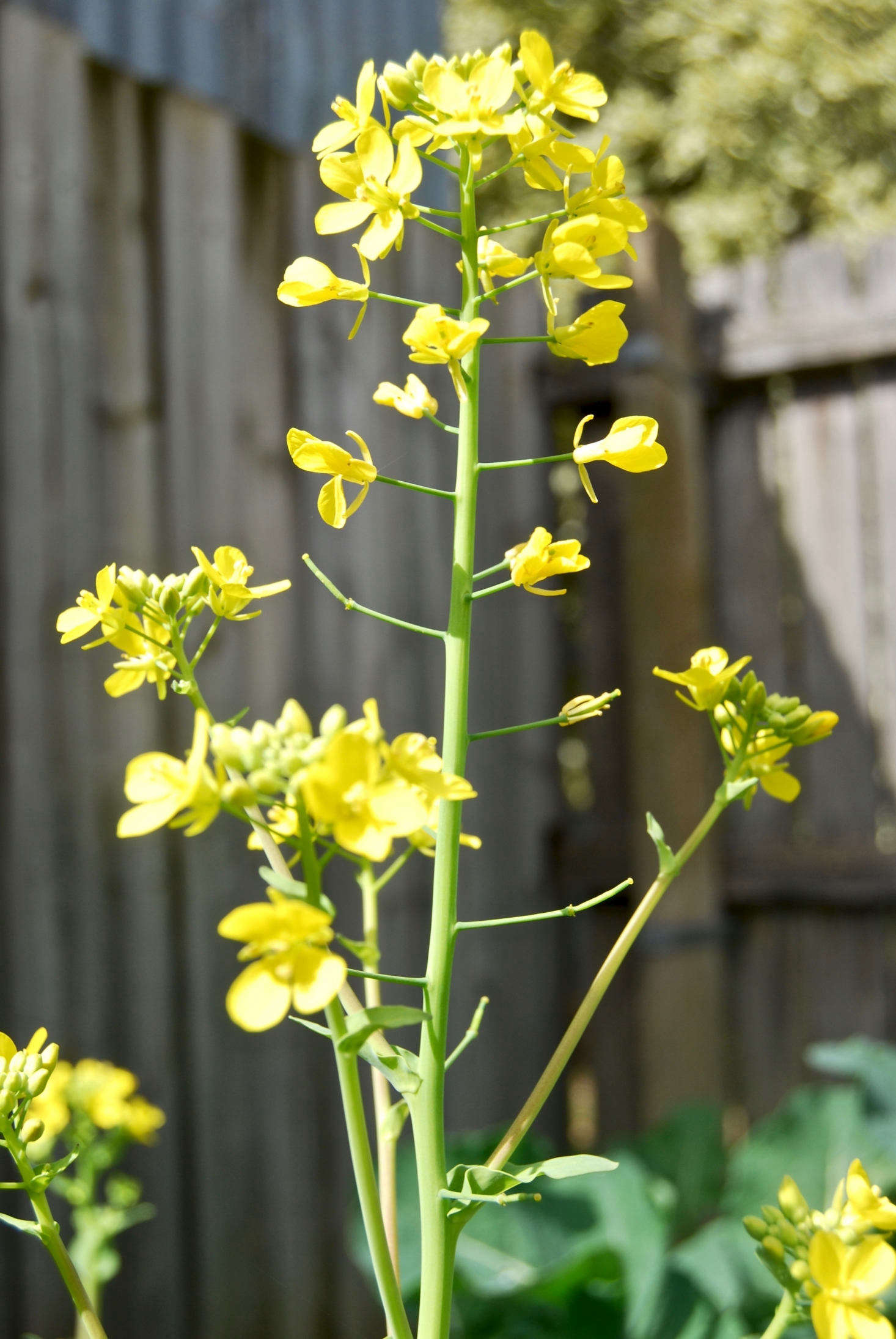 The Garden Decoder: What Does it Mean When Vegetables 'Bolt'?