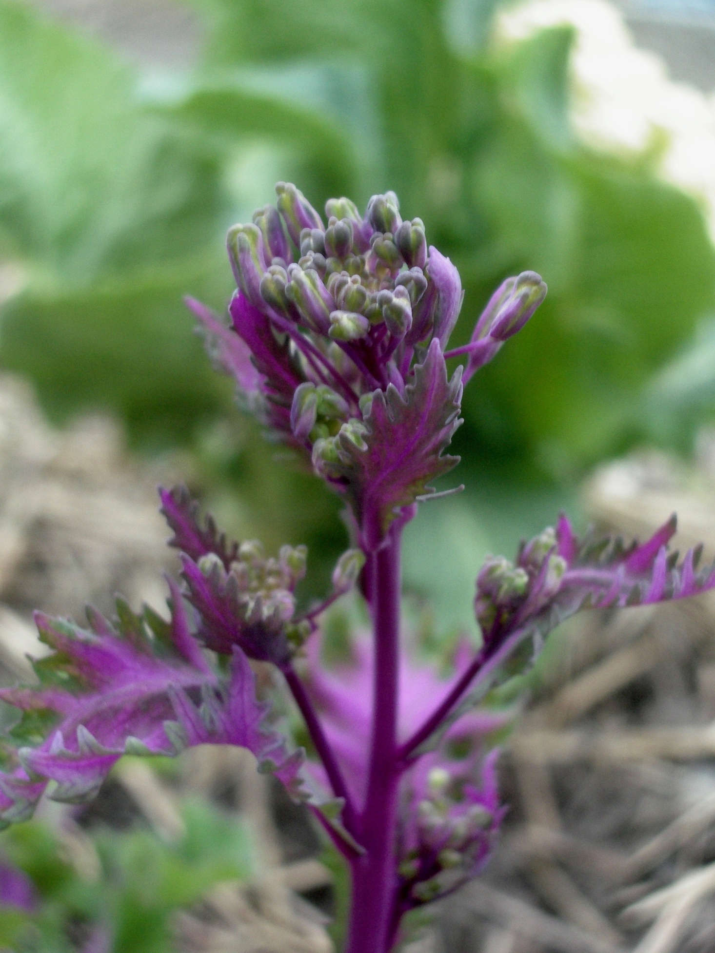 The Garden Decoder: What Does it Mean When Vegetables 'Bolt'?