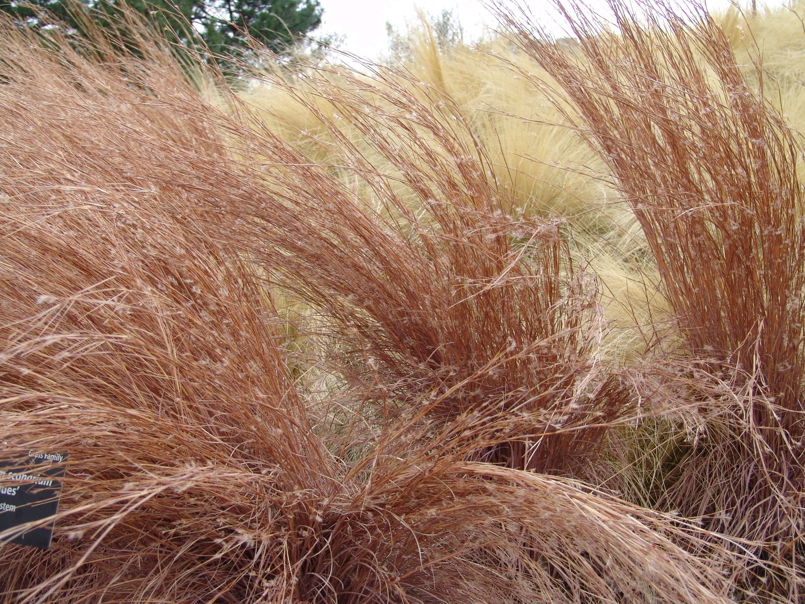 How to Successfully Grow Little Bluestem Grass: A Field Guide to ...