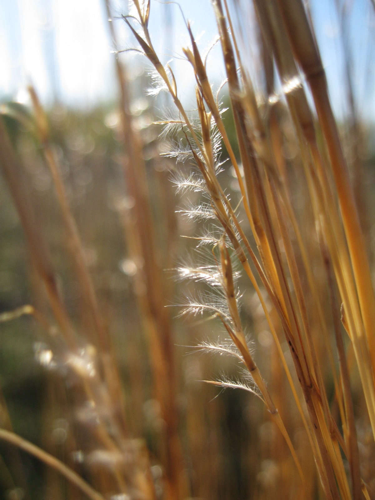 Gardening 101: Little Bluestem Grass - Gardenista