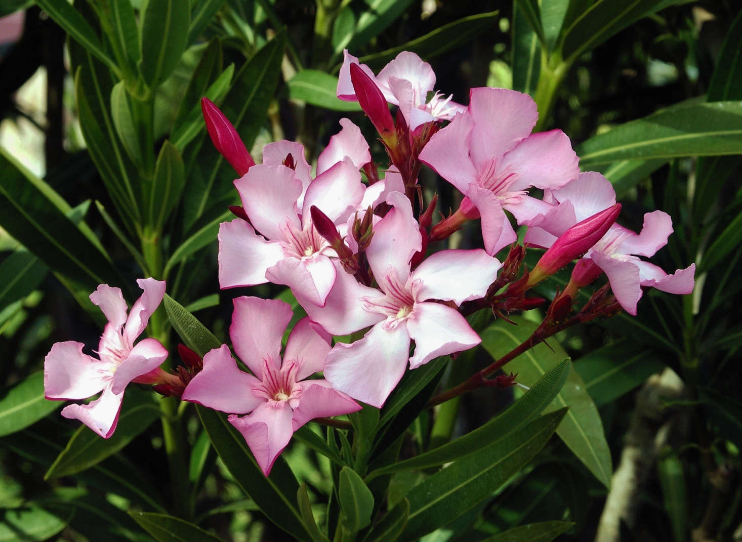 Gardening 101: Oleander - Gardenista