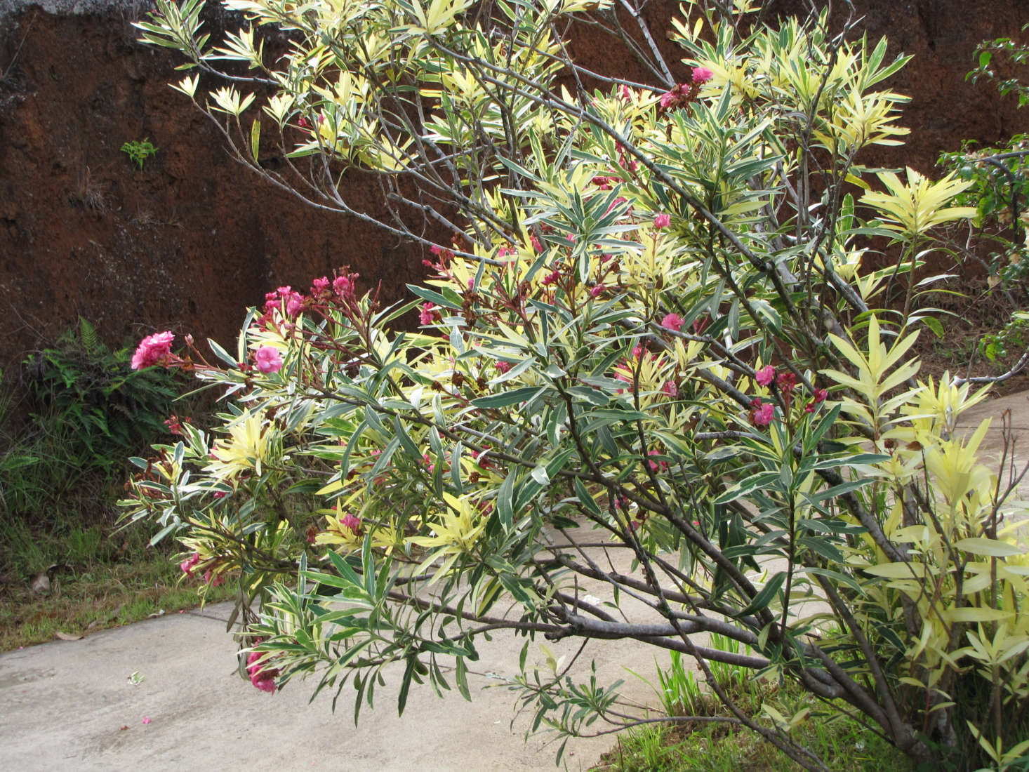 Gardening 101: Oleander - Gardenista