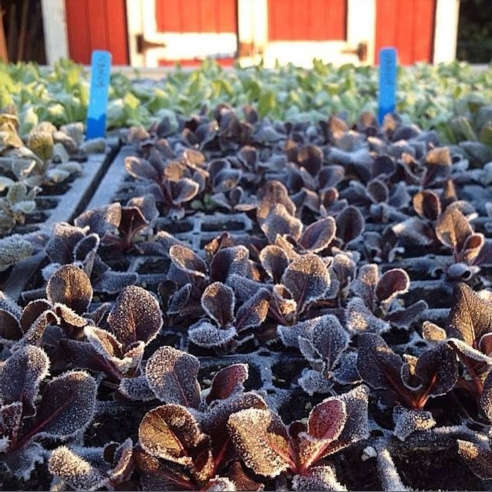 Is It Too Early to Start Planting? How to Know When to Plant Your Cool ...