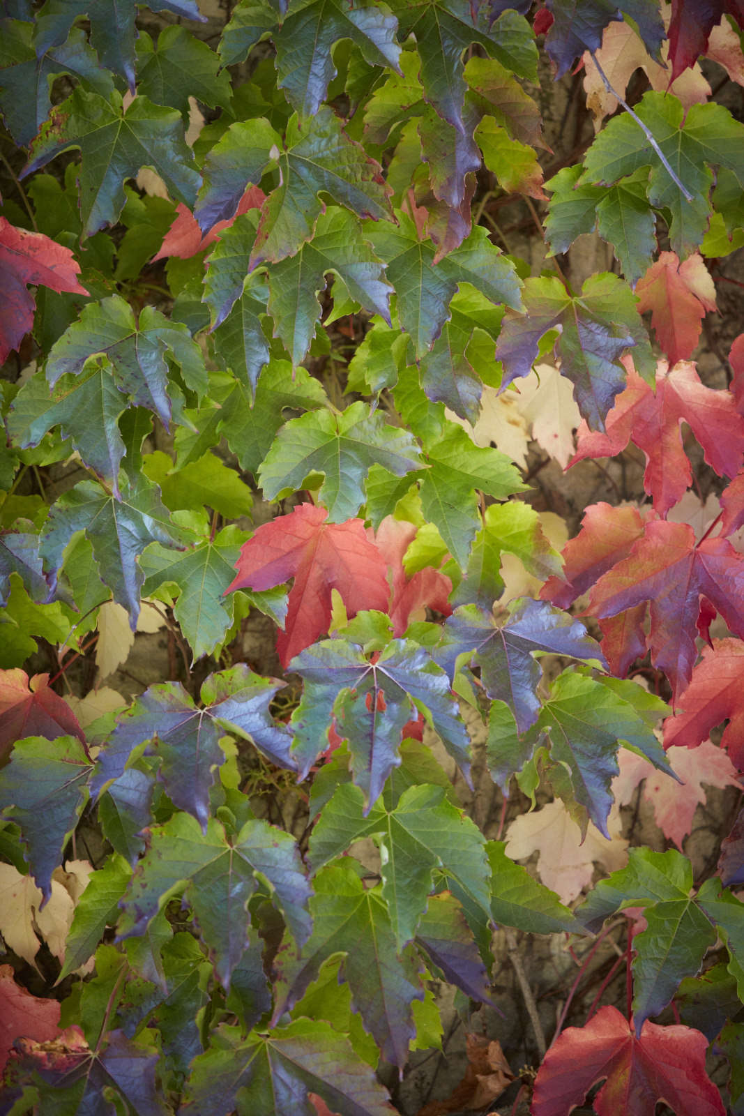Gardening 101: Boston Ivy - Gardenista