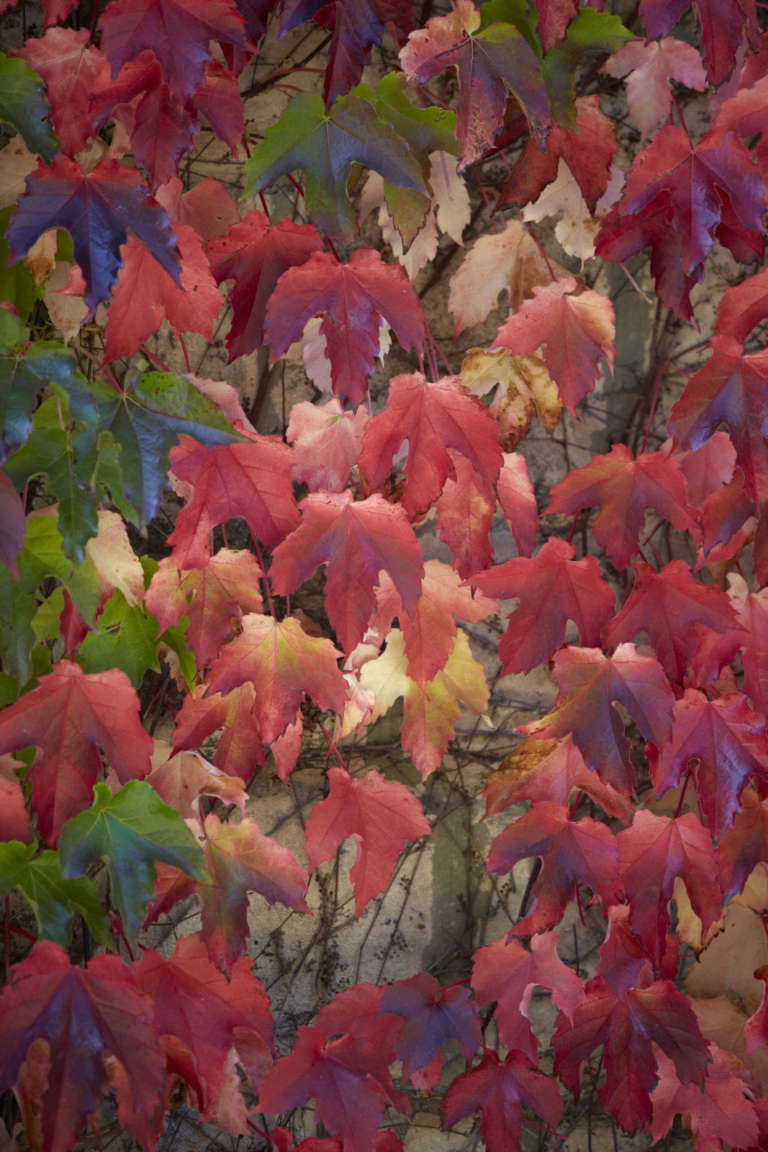 Gardening 101: Boston Ivy - Gardenista