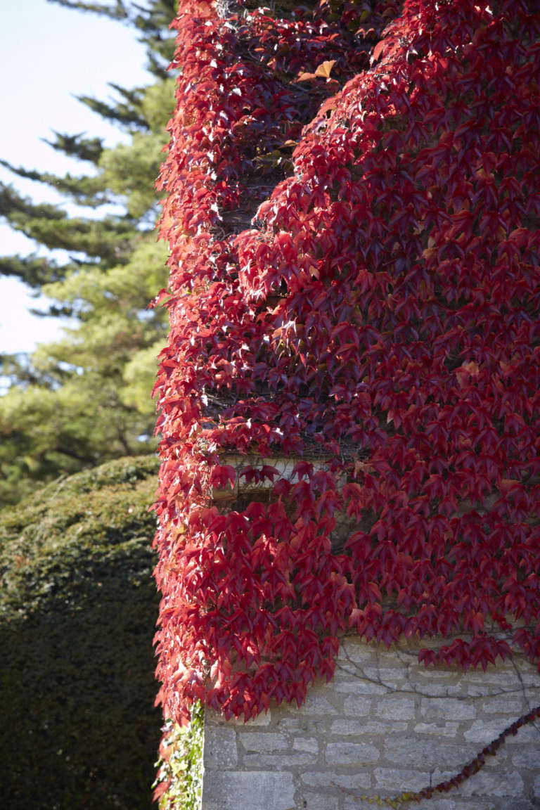 Gardening 101: Boston Ivy - Gardenista