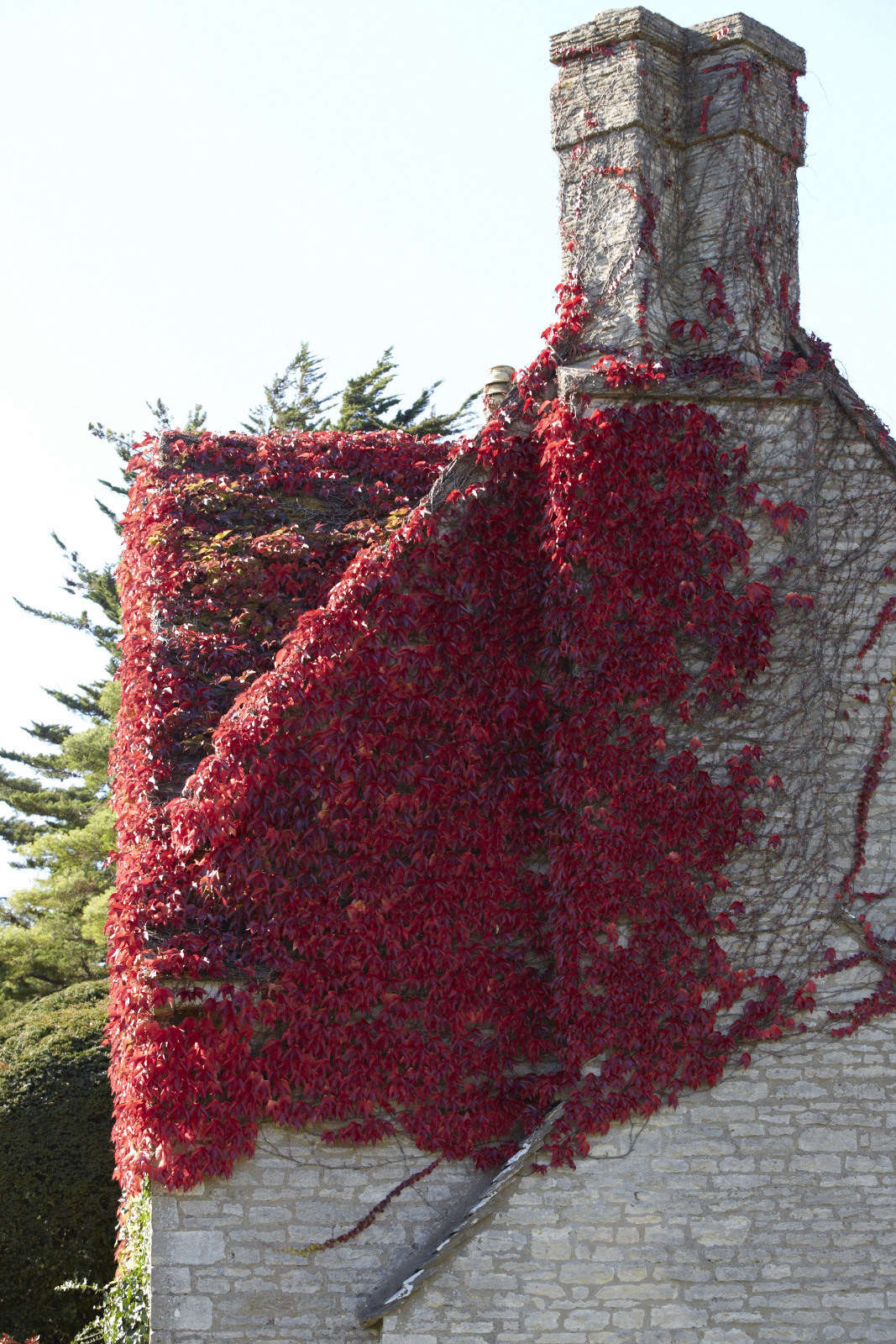 Gardening 101: Boston Ivy - Gardenista