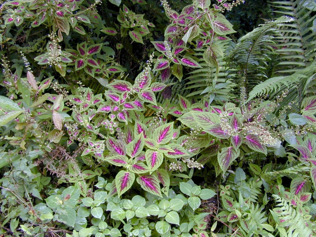 Gardening 101: Coleus - Gardenista
