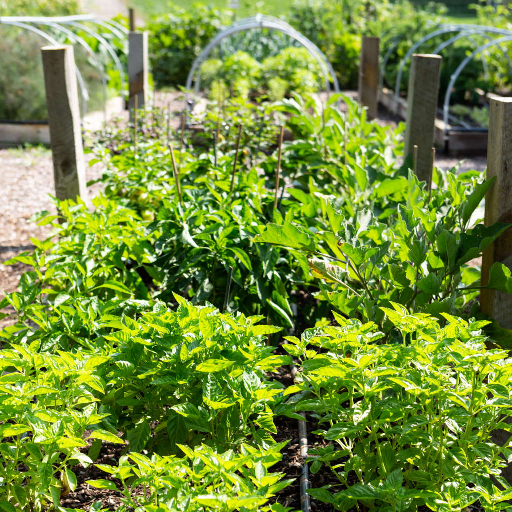 10 Edible Garden Ideas to Steal from Michigan's Favorite Foodie Farmers ...