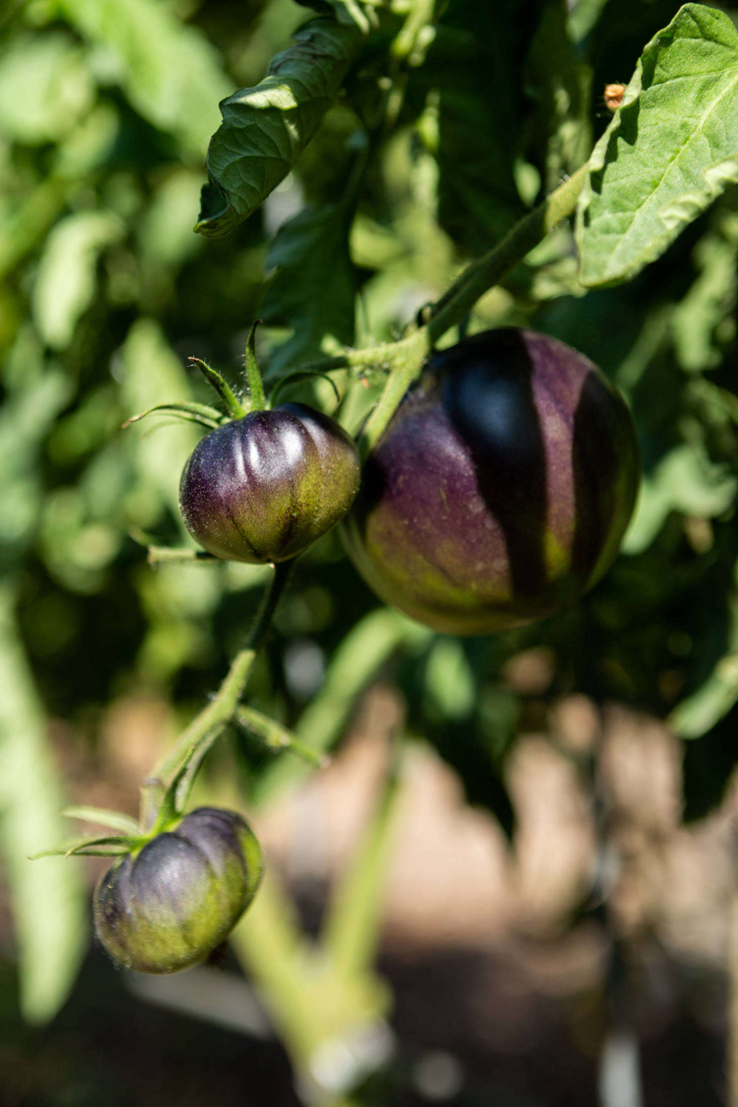 10 Edible Garden Ideas to Steal from Michigan's Favorite Foodie Farmers ...