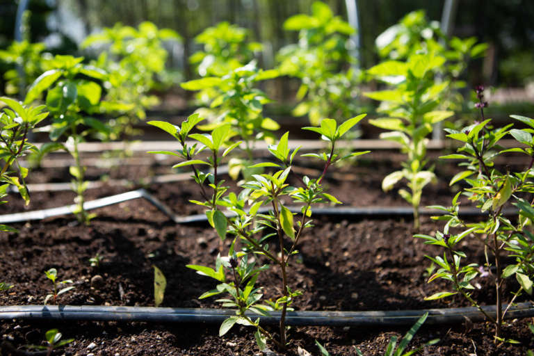 The Garden Decoder: What Is 'Hydrozoning'? - Gardenista