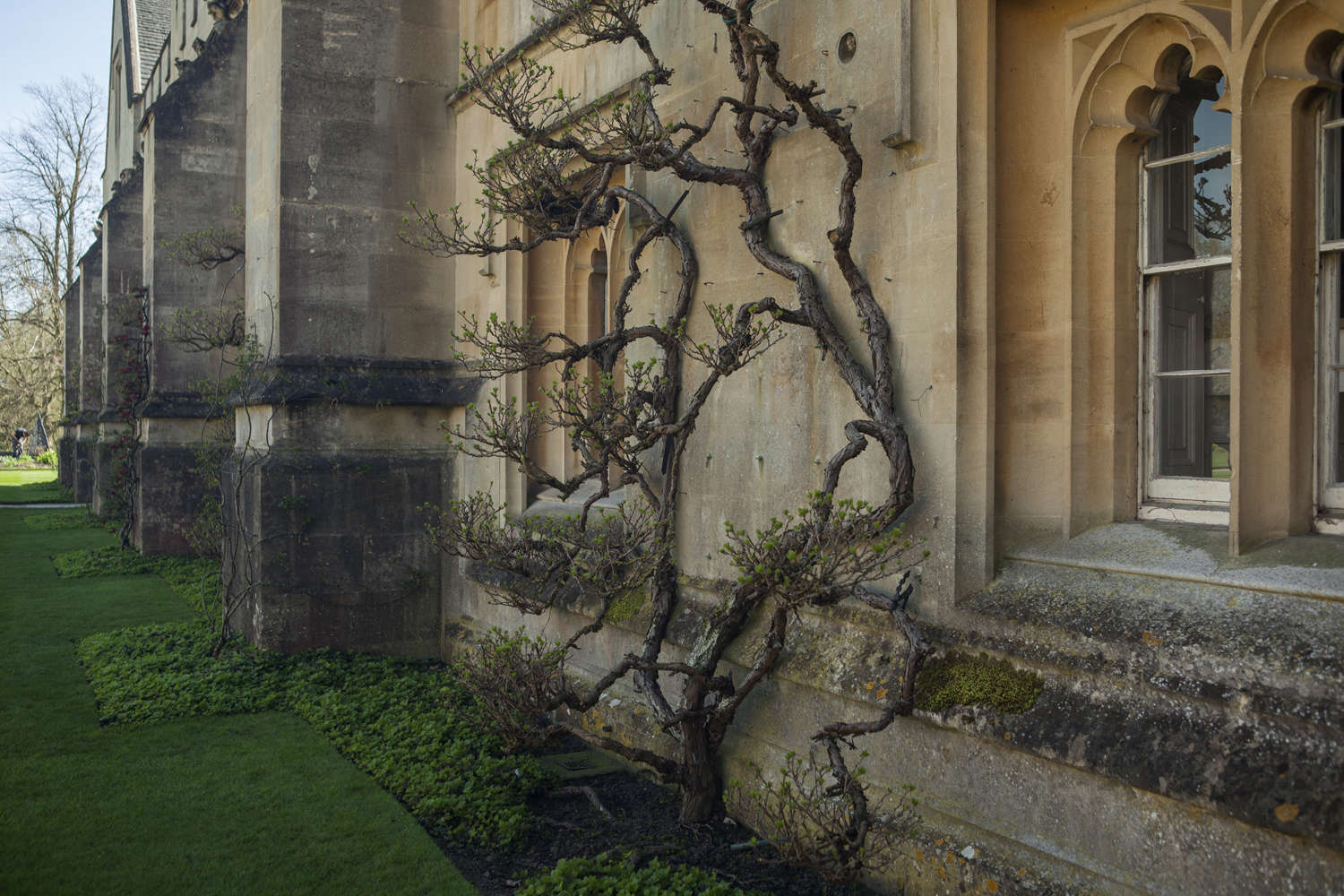 The Secret History: A Master Class in Gothic Pruning - Gardenista