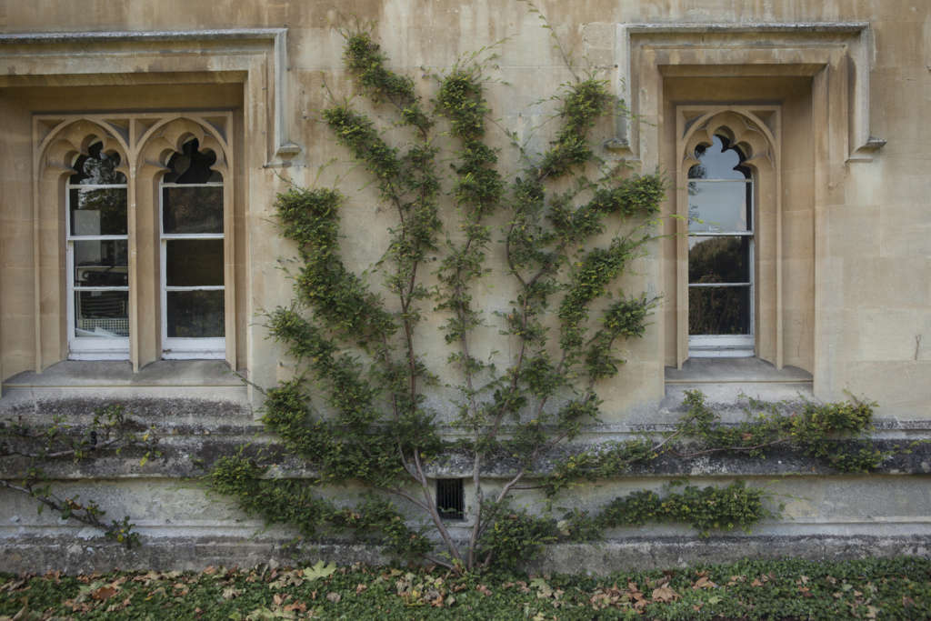 The Secret History: A Master Class in Gothic Pruning - Gardenista