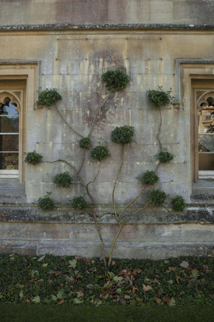 The Secret History: A Master Class in Gothic Pruning - Gardenista