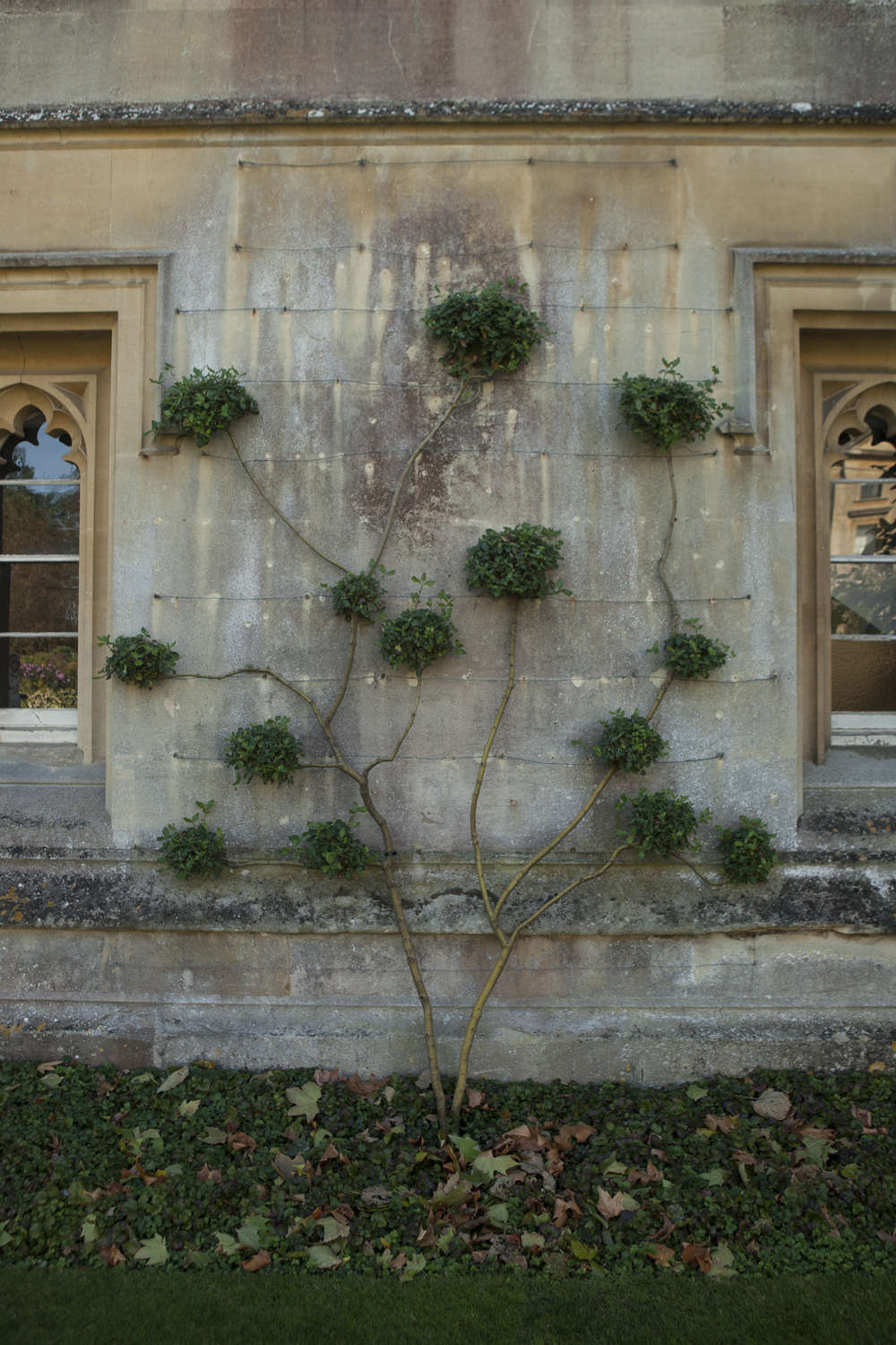 The Secret History: A Master Class in Gothic Pruning - Gardenista