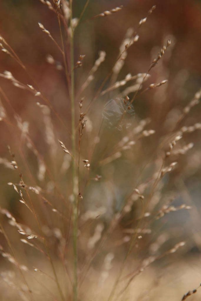 Gardening 101: Switchgrass - Gardenista