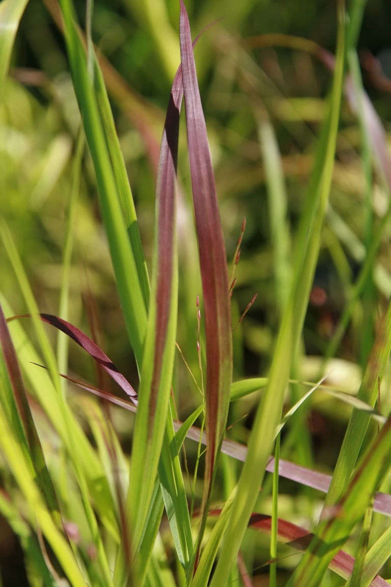 Gardening 101: Switchgrass - Gardenista