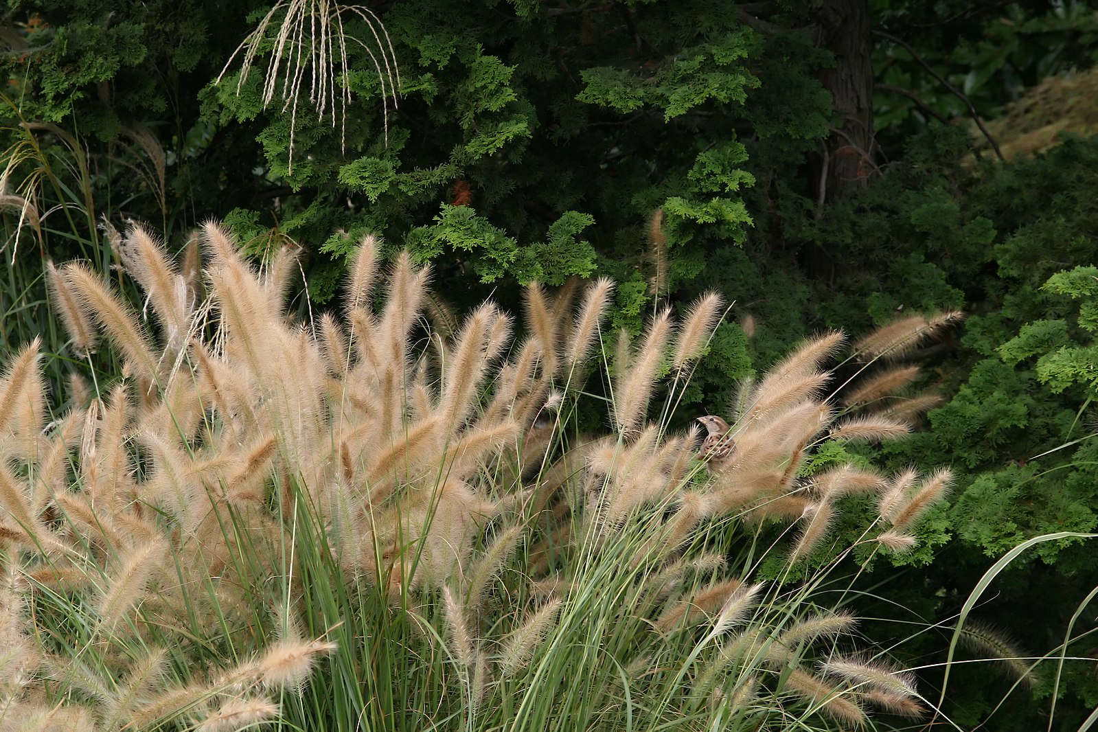 Gardening 101: Switchgrass - Gardenista