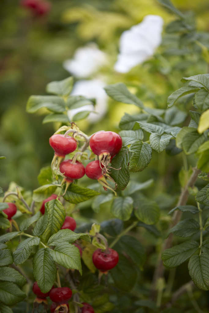 Gardening 101: Rosa Rugosa - Gardenista
