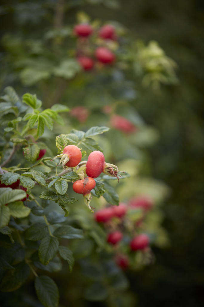 Gardening 101: Rosa Rugosa - Gardenista