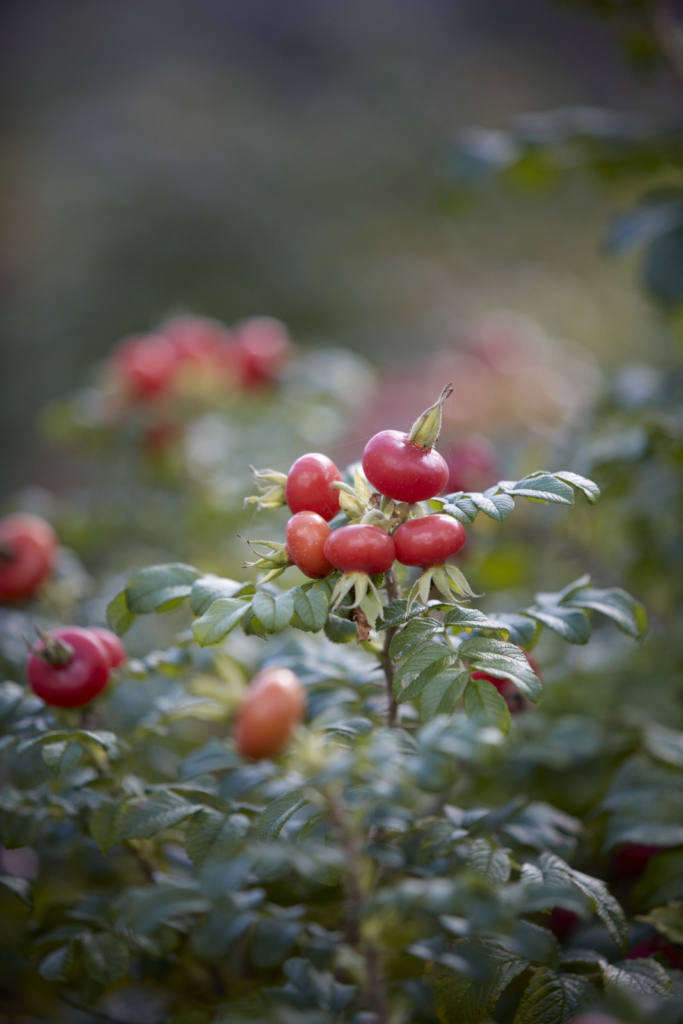 Gardening 101: Rosa Rugosa - Gardenista