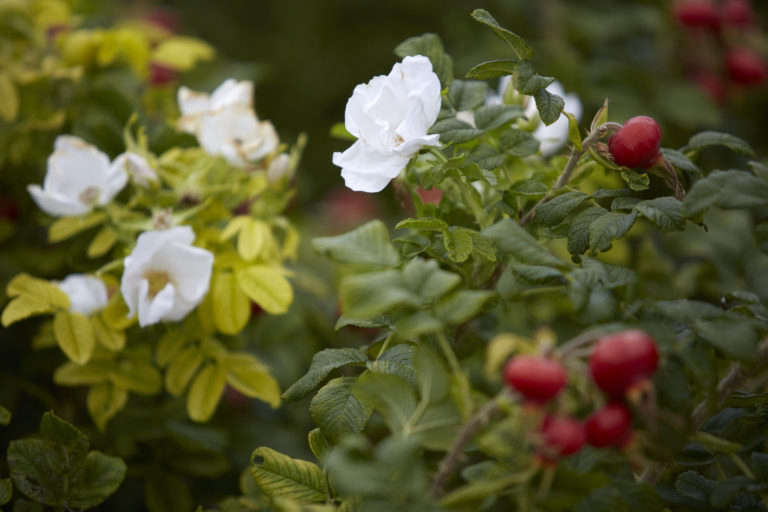 Gardening 101: Rosa Rugosa - Gardenista