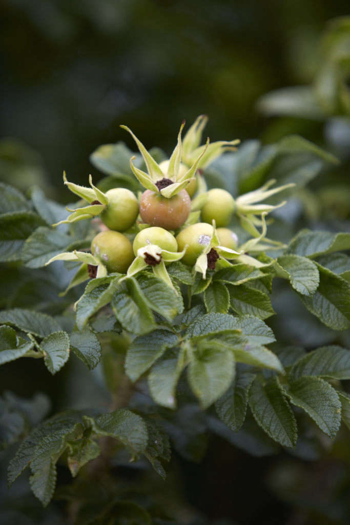Gardening 101: Rosa Rugosa - Gardenista