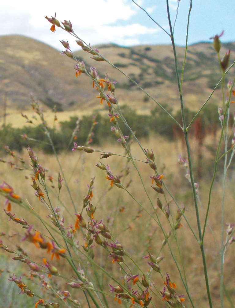 Gardening 101: Switchgrass - Gardenista