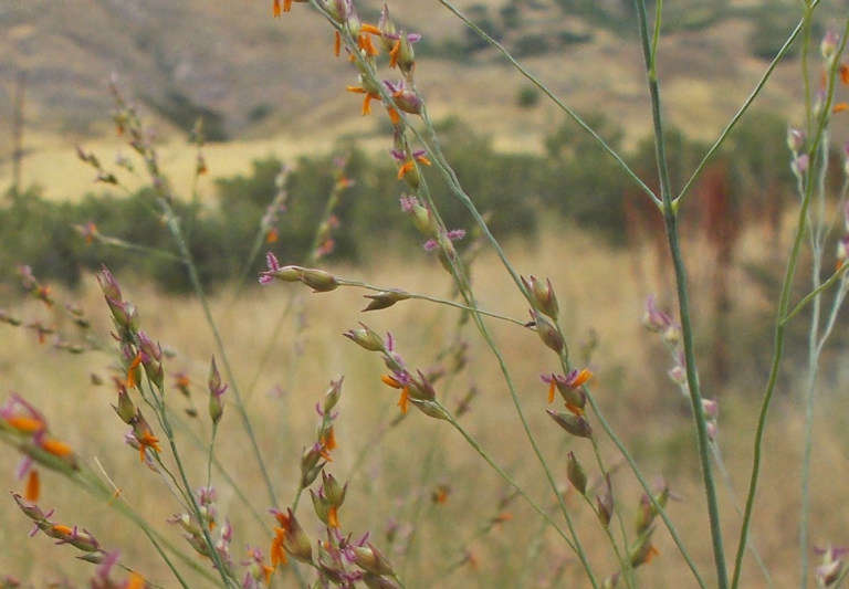Jeanne Rostaing, Author at Gardenista