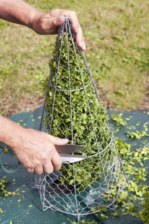 Object of Desire: Cone Topiary Frame - Gardenista