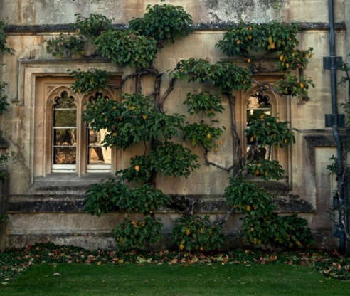 The Secret History: A Master Class in Gothic Pruning - Gardenista