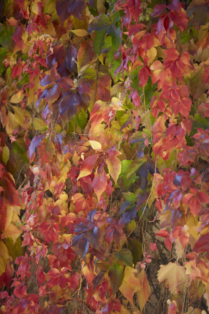 Gardening 101: Virginia Creeper - Gardenista