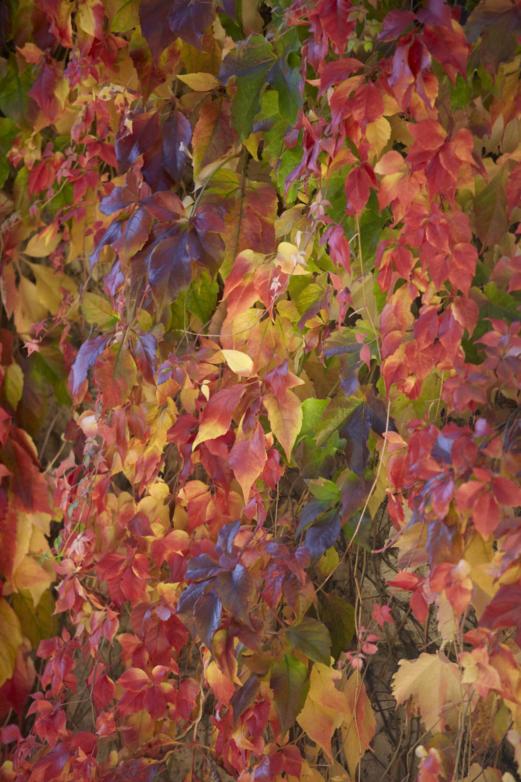 Gardening 101: Virginia Creeper - Gardenista