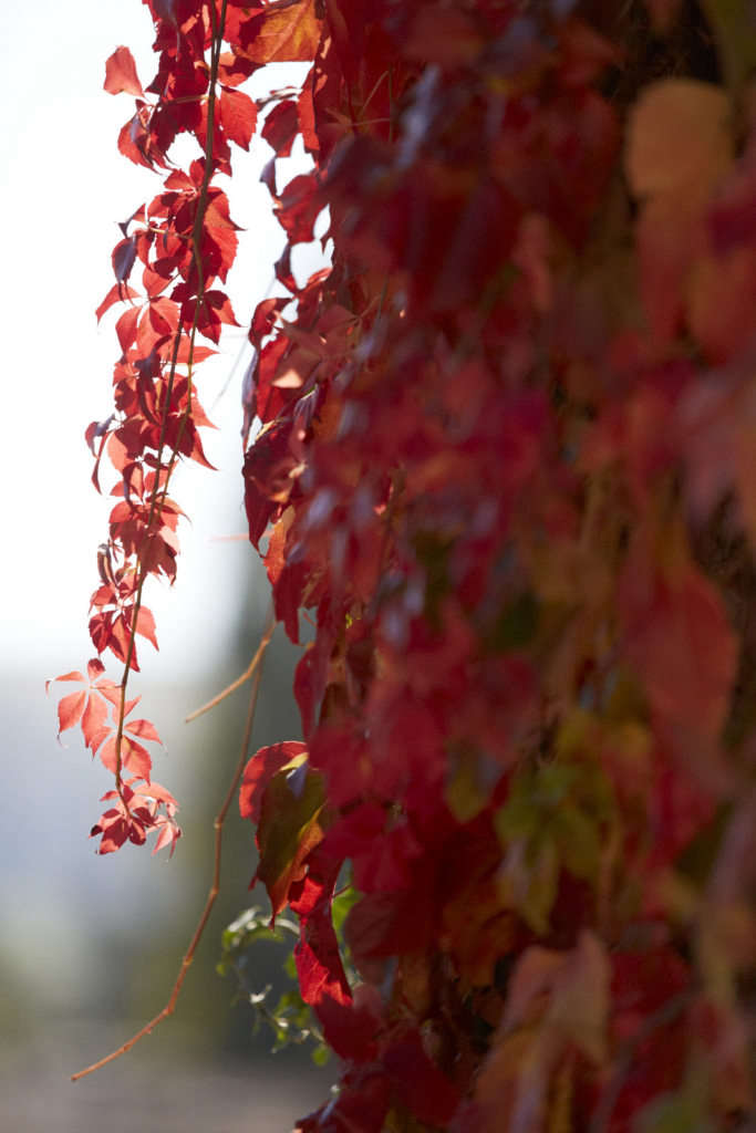 Gardening 101: Virginia Creeper - Gardenista
