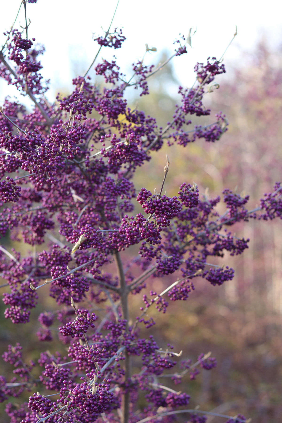 Gardening 101: Beautyberry - Gardenista
