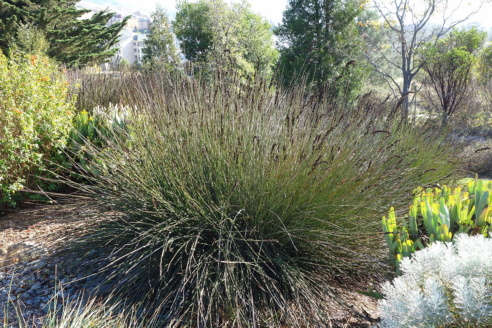 Gardening 101: Cape Rush Grass - Gardenista