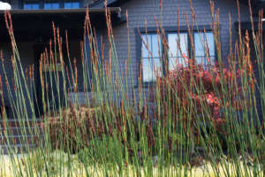 Gardening 101: Cape Rush Grass - Gardenista