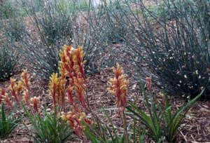 Gardening 101: Cape Rush Grass - Gardenista