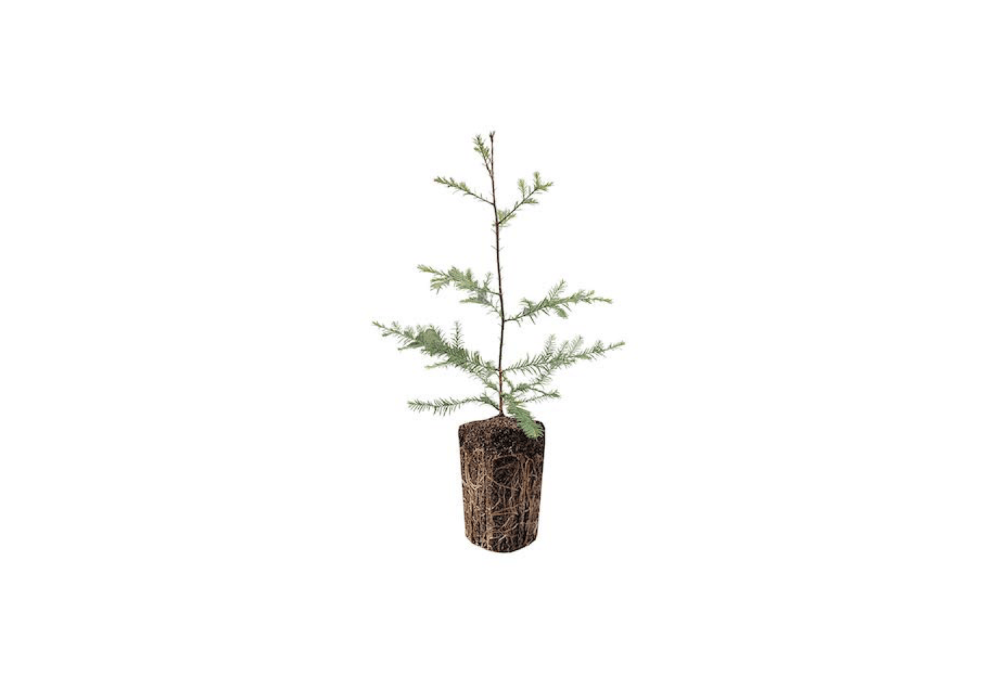 A Charlie Brown Christmas Tree That Can Change Your Life - Gardenista