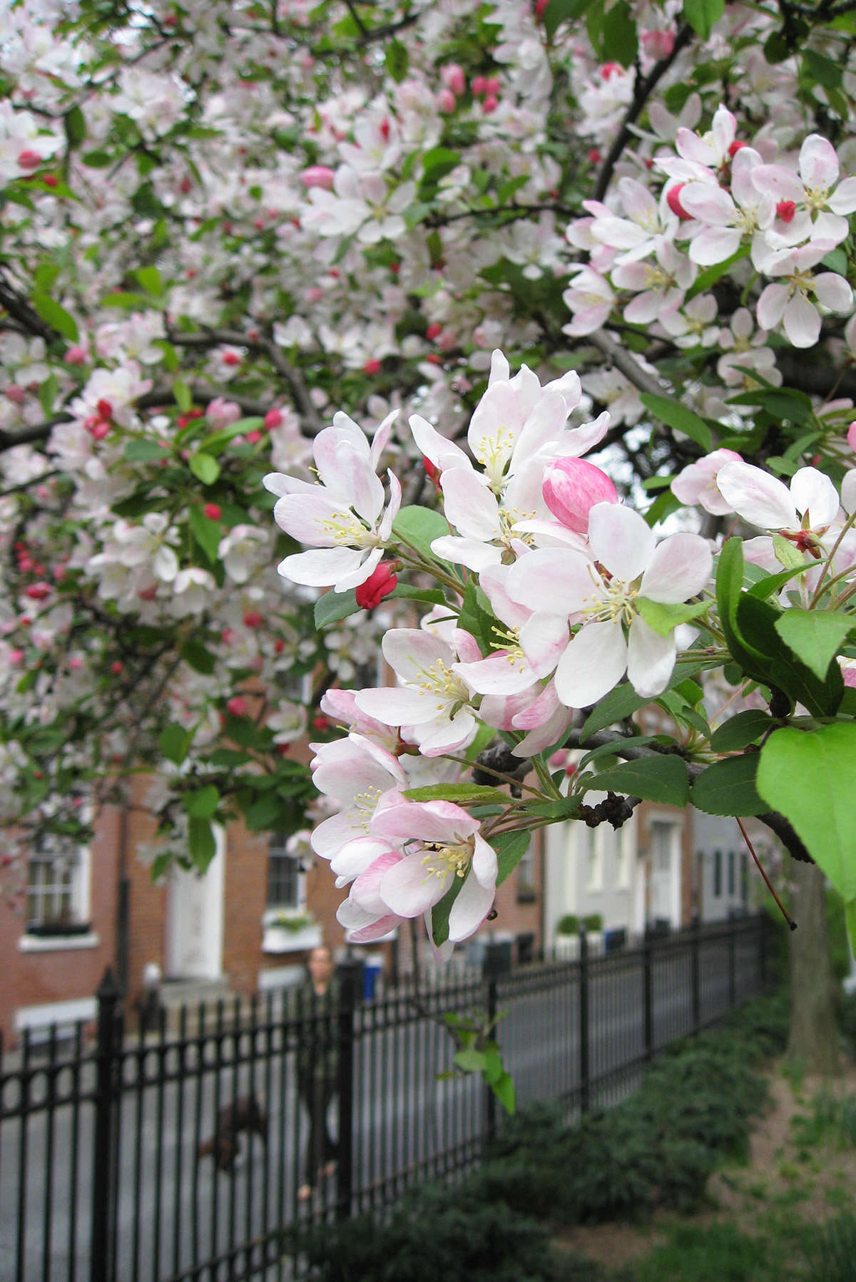 Gardening 101: Crabapple Trees - Gardenista