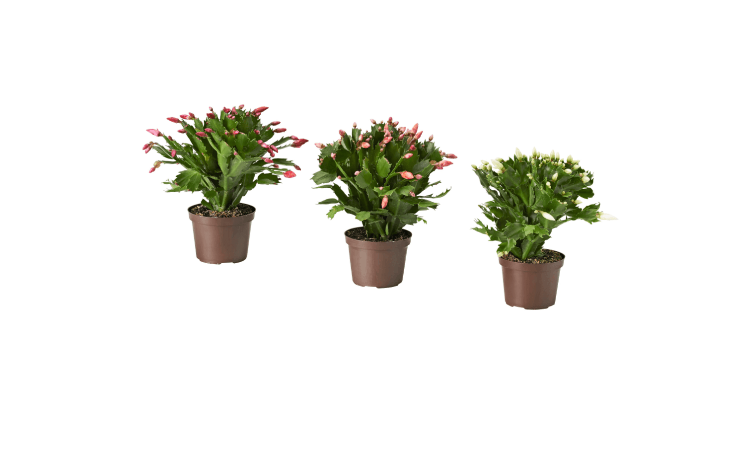 Christmas Cactus: A Houseplant That Will Change Your Life - Gardenista