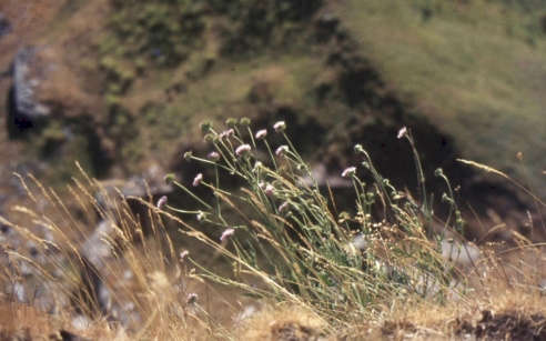 Gardening 101: Quaking Grass - Gardenista