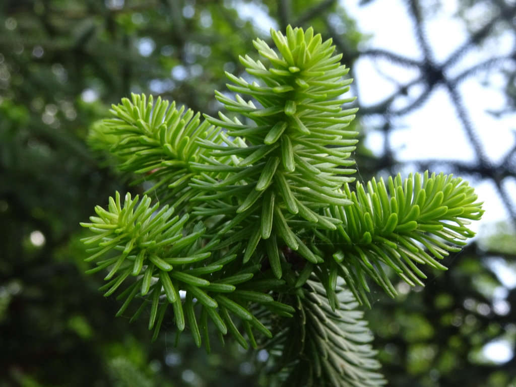 Gardening 101: Fir Tree - Gardenista
