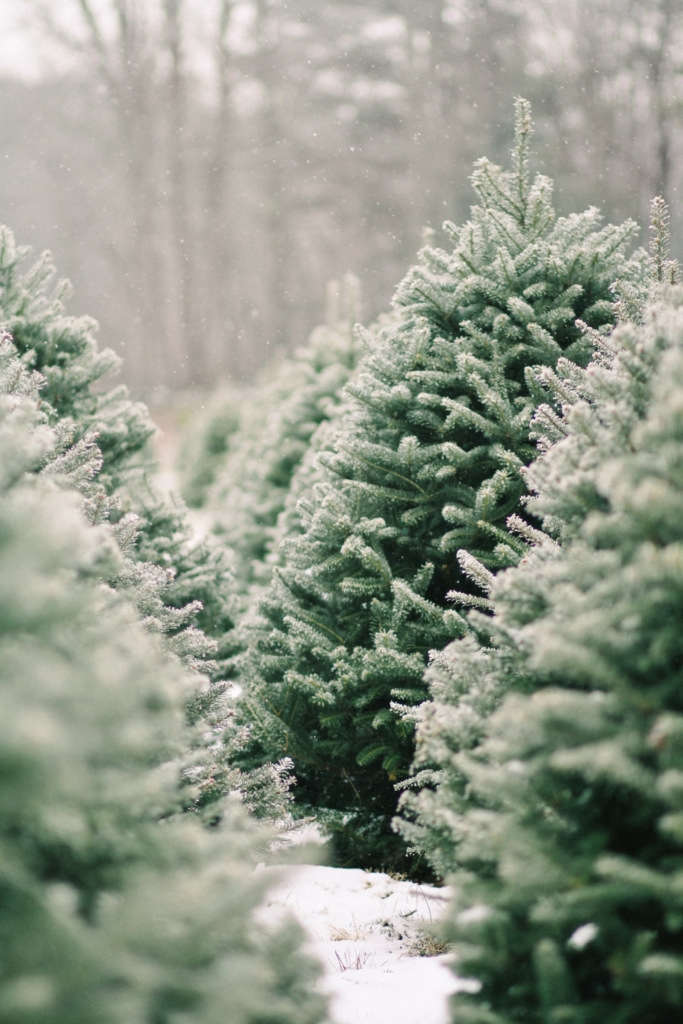 Gardening 101: Fir Tree - Gardenista
