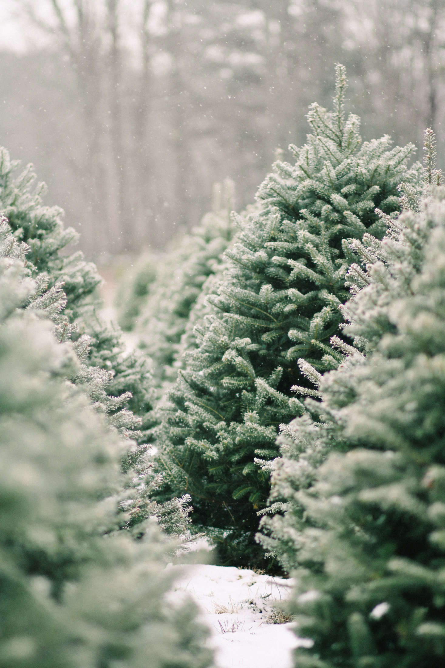 Gardening 101: Fir Tree - Gardenista