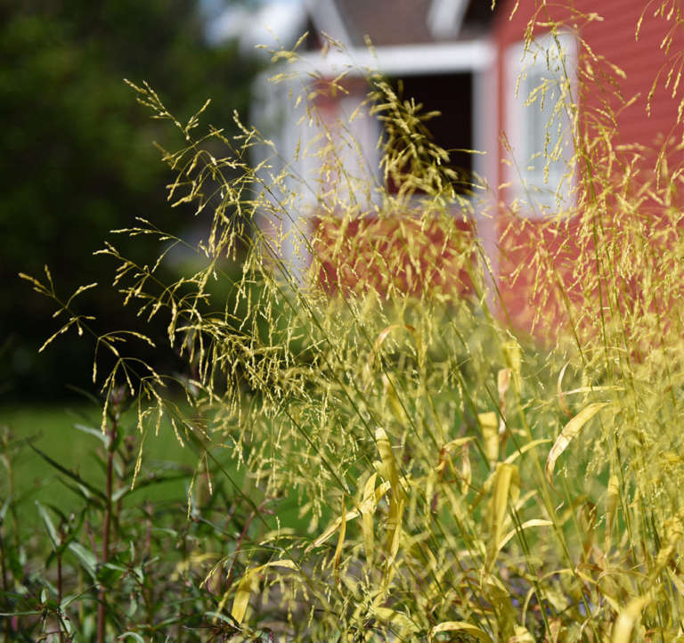 Gardening 101: Bowles' Golden Grass - Gardenista