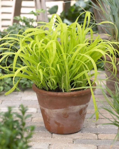 Gardening 101: Bowles' Golden Grass - Gardenista